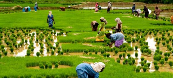 How The Green Revolution In India Saved Millions Of Lives » Gkfunda